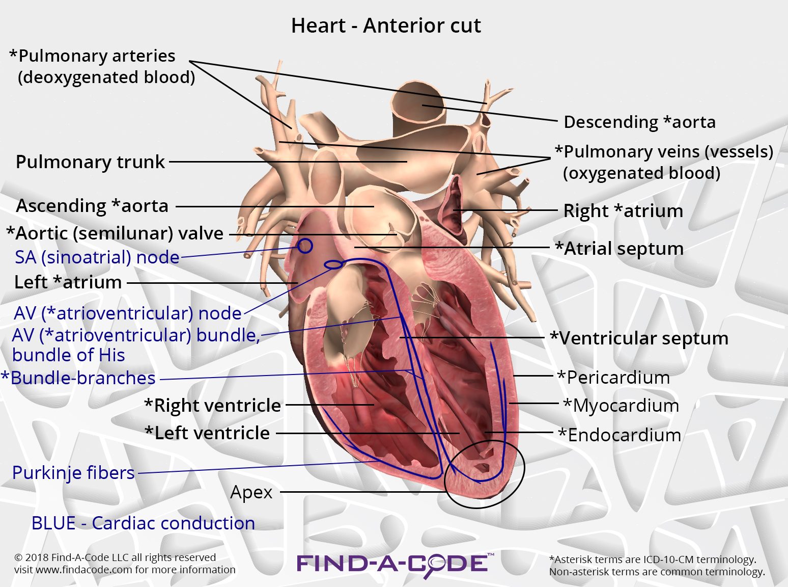 Cardiology|Vascular Articles and Resources