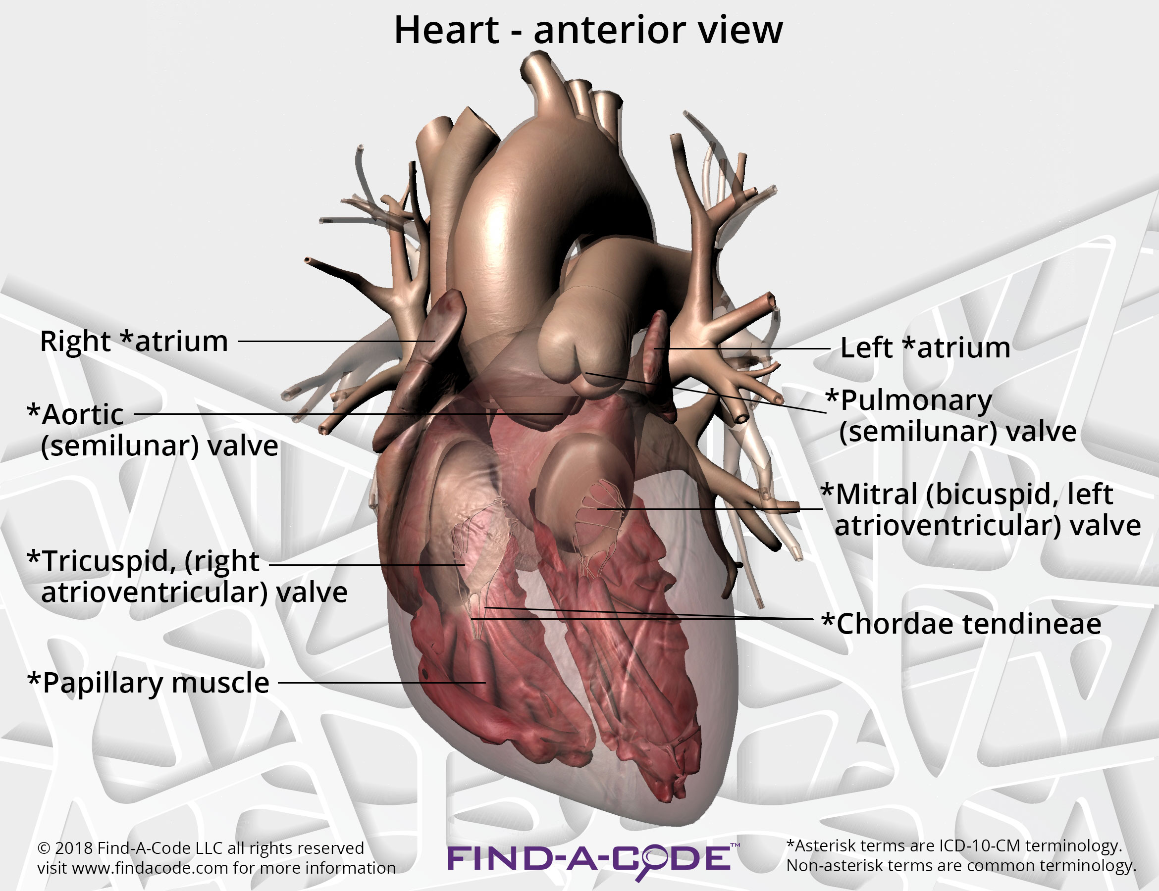 Cardiology|Vascular Articles and Resources