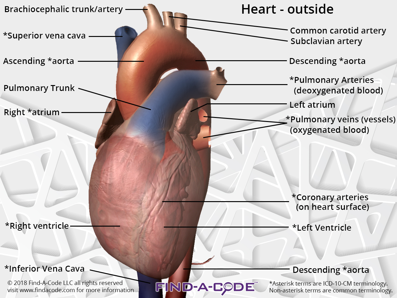 Cardiology|Vascular Articles and Resources